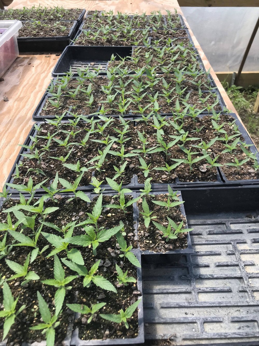 Cook County Farm Bureau | Industrial Hemp Act Spurs New Crop of ...