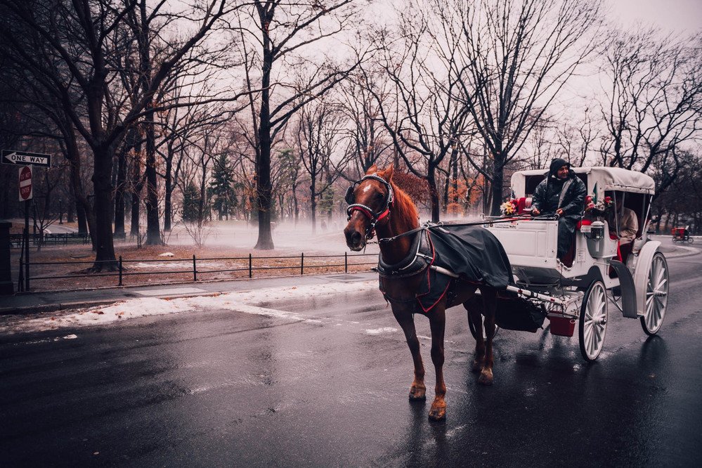 Cook County Farm Bureau | Horse Carriages